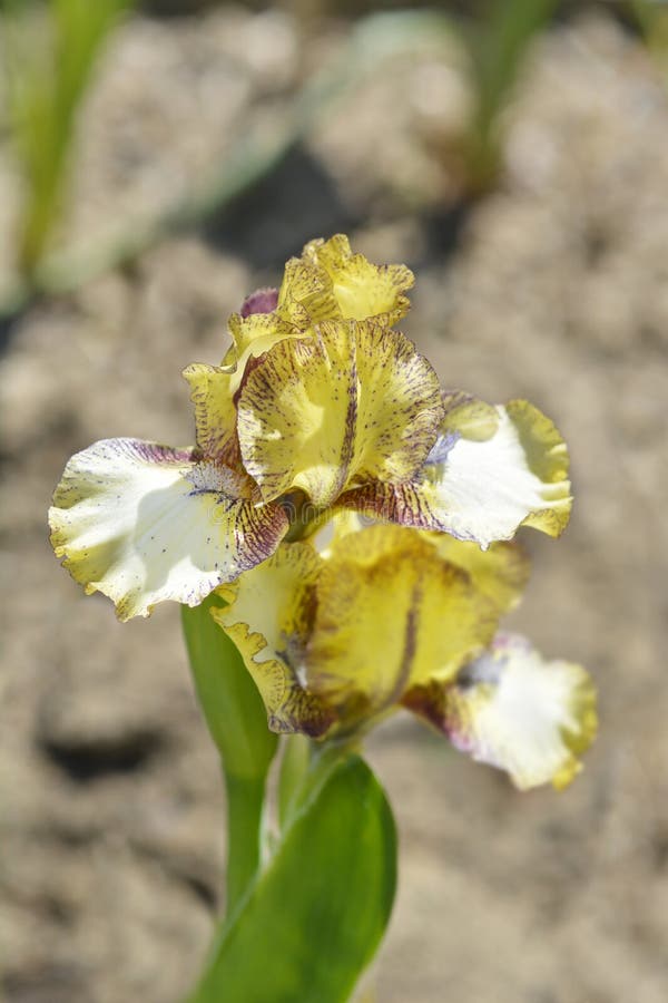 Standard Dwarf Bearded Iris Look Inside Stock Photo - Image of outdoors ...
