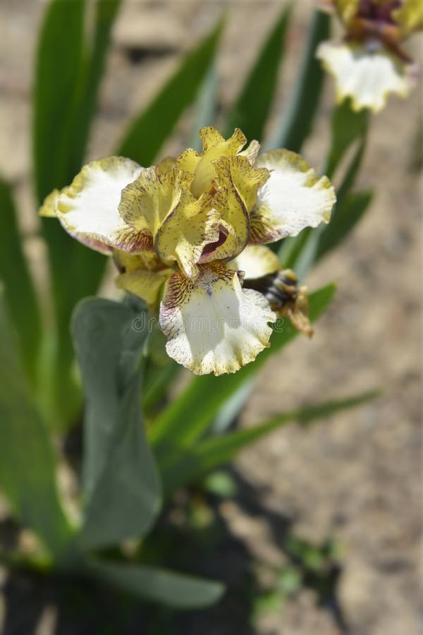 Standard Dwarf Bearded Iris Look Inside Stock Photo - Image of plant ...