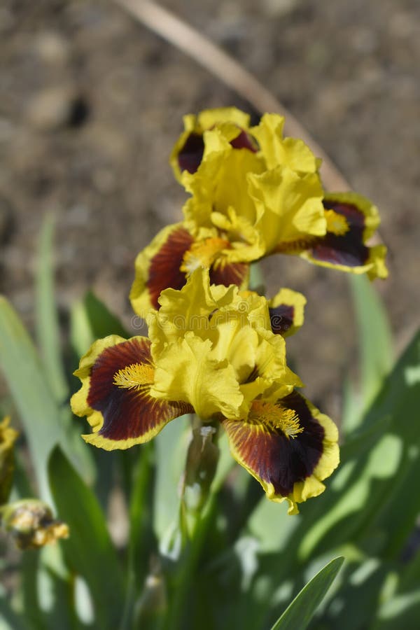Standard Dwarf Bearded Iris Ultimate Stock Image - Image of ultimate ...
