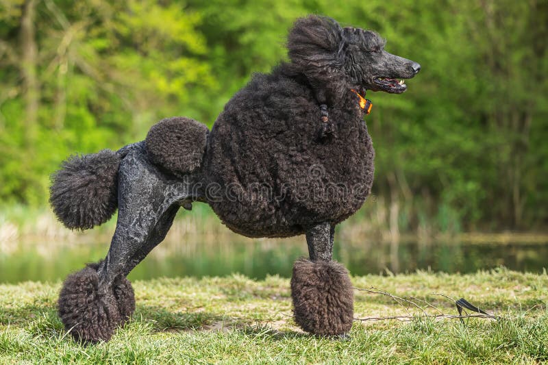 The Standard Poodle Beautifully Cut Stock Image - Image of purebred ...