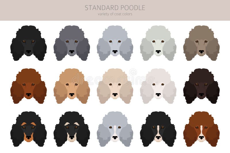 Standard Poodle Clipart. Different Poses, Coat Colors Set Stock Vector ...