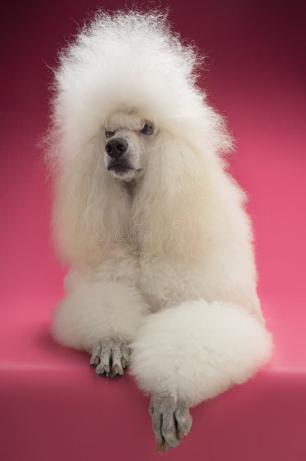Groomed White Poodle S Legs Stock Image - Image of mammal, hair: 33910679