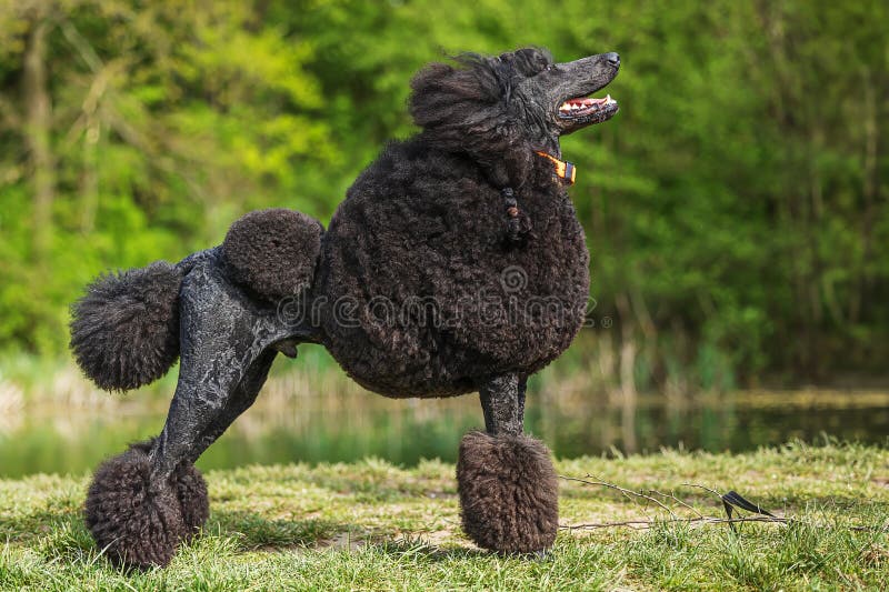 The Standard Poodle in a Show Attitude Stock Image - Image of playful ...