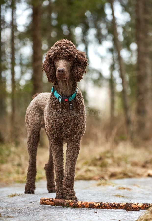 Standard Poodle Standing in the Springtime Forest Playing with a Stick ...