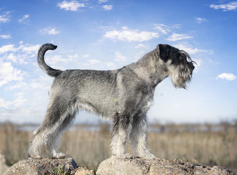 Standard Schnauzer in Nature Stock Photo - Image of female, schnauzer ...