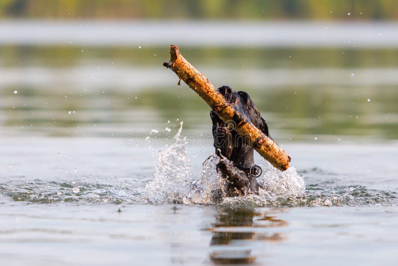 Standard Schnauzer Retrieving a Wooden Stick Stock Photo - Image of ...