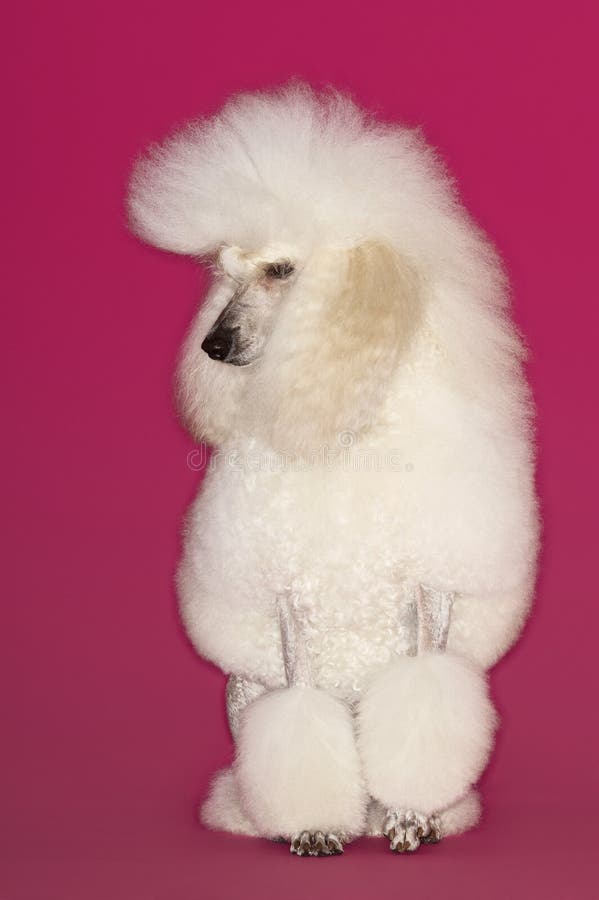 Groomed White Poodle S Legs Stock Image - Image of mammal, hair: 33910679
