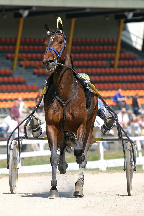 Standardbred Stock Photos - Free & Royalty-Free Stock Photos from ...
