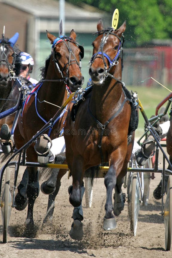 Standardbred stock photo. Image of horses, race, jockey - 2356374