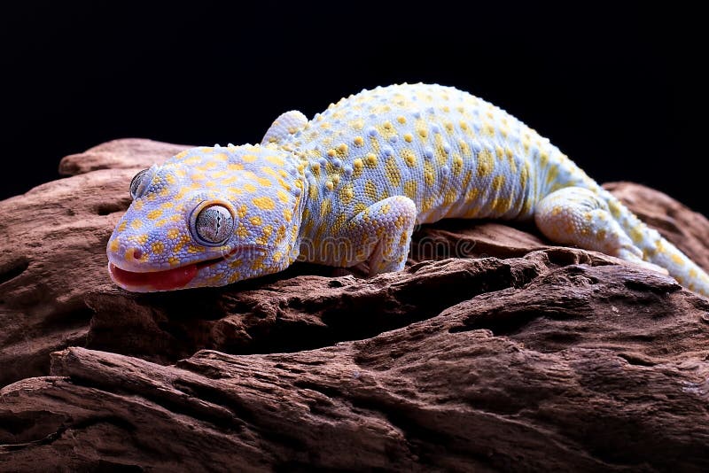 Standby Position from a Gecko Stock Photo - Image of snake, reptile ...