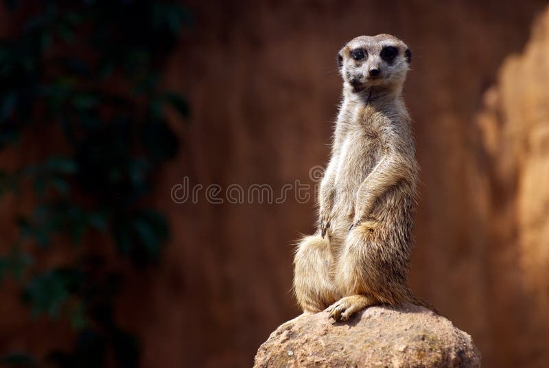 Standing African Suricata, Animal Wildlife. Stock Image - Image of ...
