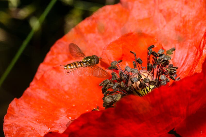 Standing in the air stock photo. Image of hoverfly, detail - 188610690