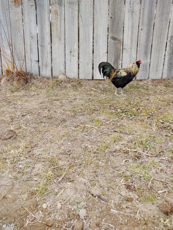 Standing all alone stock image. Image of copy, beak - 176579837