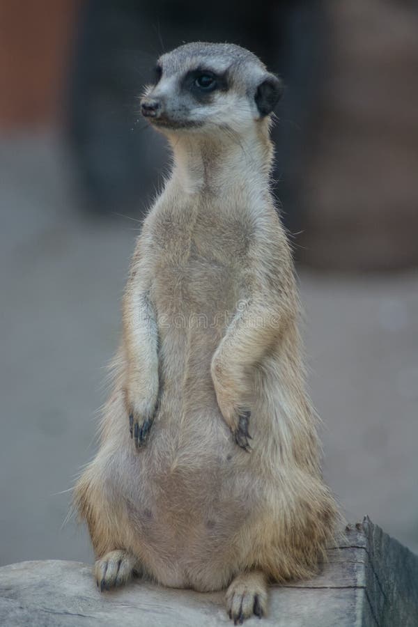 Standing Suricate or Meerkat Stock Image - Image of mother, lovely ...