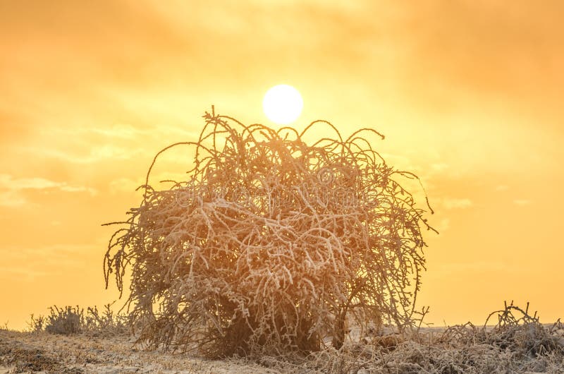 Standing Alone on the White Snow Bush in Sunset Light, the Setting Sun ...