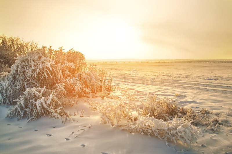 Standing Alone on the White Snow Bush in Sunset Light, the Setting Sun ...