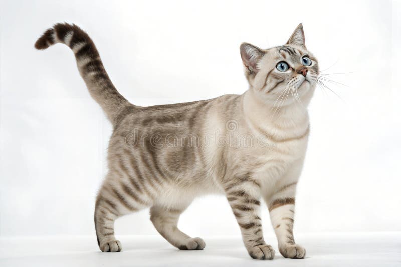 Standing American Shorthair Cat with Striking Coat Isolated on White ...