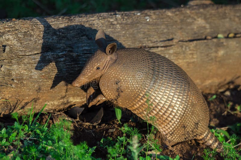 Armadillo Standing in Grass Stock Photo - Image of raising, animal ...