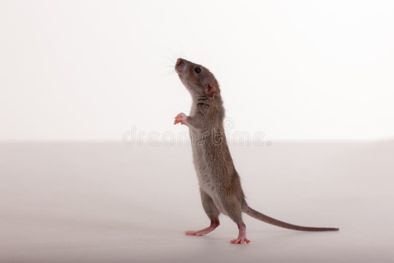 233 Rat Standing Up Stock Photos - Free & Royalty-Free Stock Photos ...