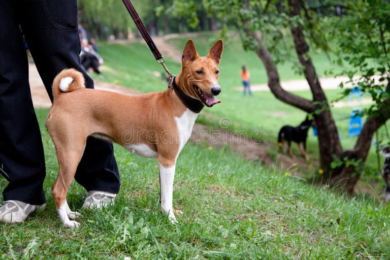 Standing Basenji stock image. Image of spring, grass - 14632563