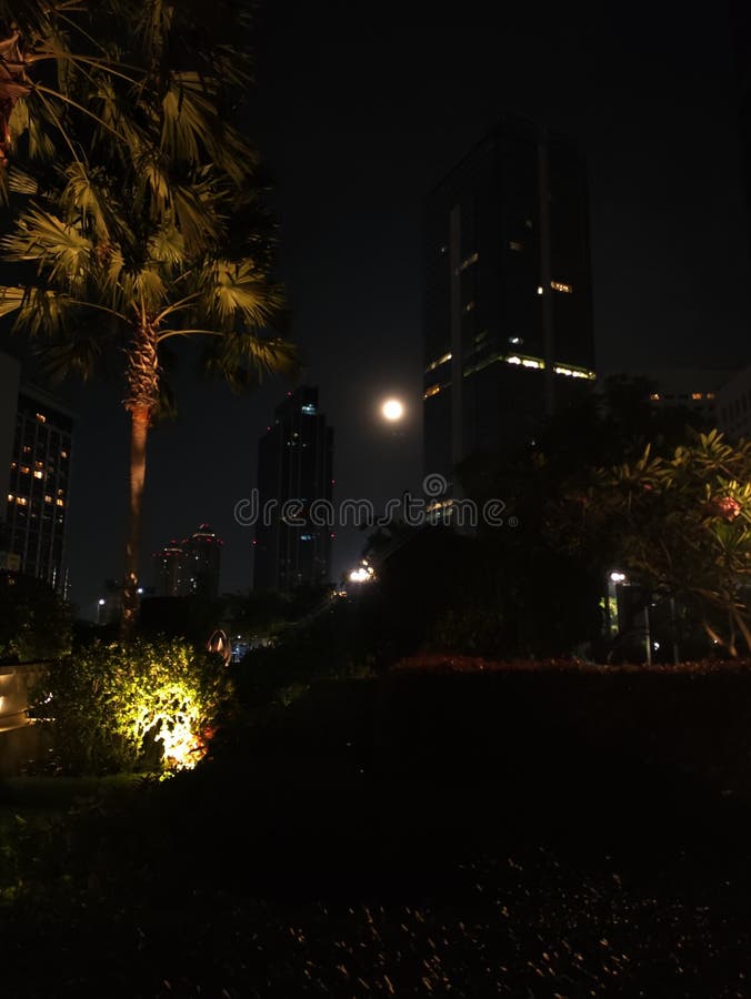 Standing Bathed in Moonlight at Night Stock Photo - Image of standing ...