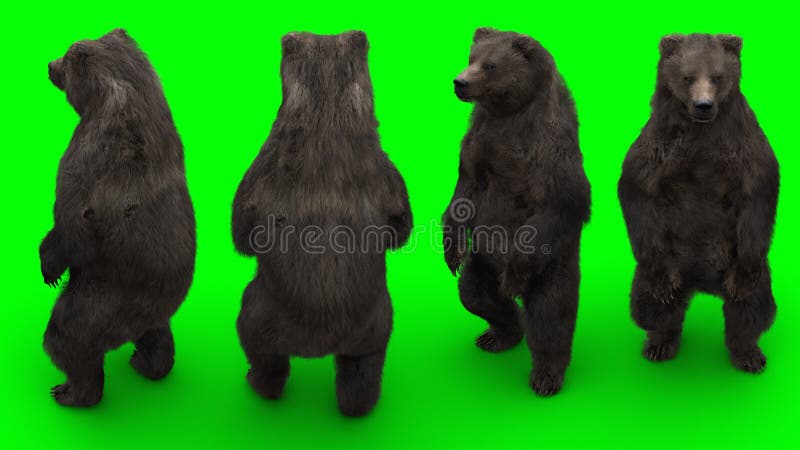 Standing Bear. Green Screen Isolate. 3d Rendering. Stock Illustration ...