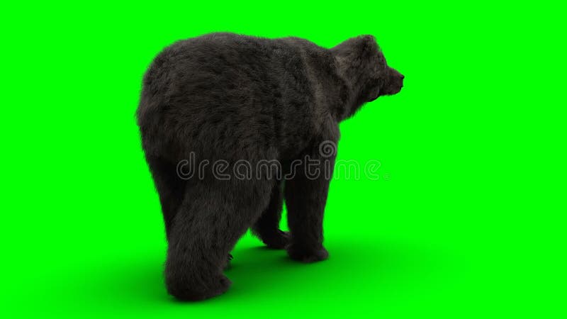 Bear Realistic Running with Front View Green Screen Loop 3D Rendering ...
