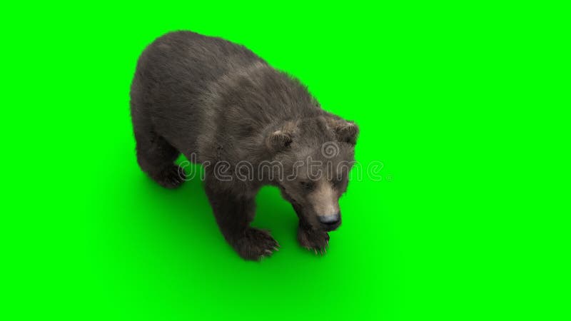 Standing Bear. Green Screen Realistic Animation. Stock Footage - Video ...