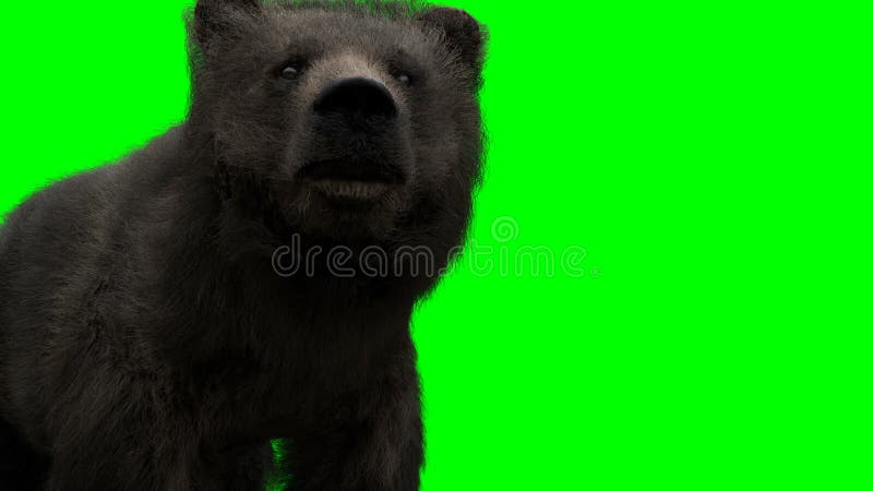 Standing Bear. Green Screen Realistic Animation. Stock Footage - Video ...
