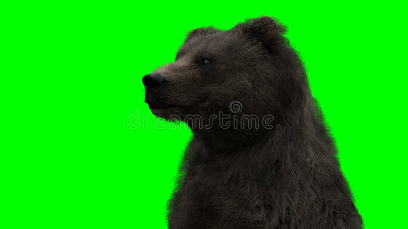 Standing Bear. Green Screen Realistic Animation. Stock Footage - Video ...