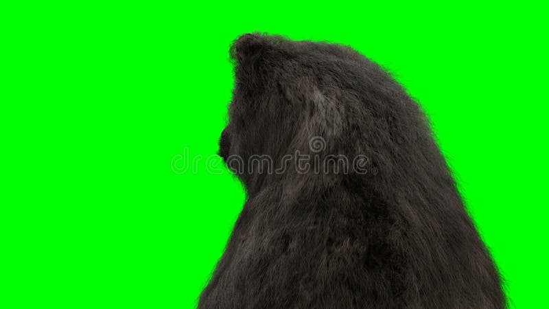 Standing Bear. Green Screen Realistic Animation. Stock Footage - Video ...