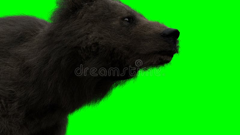 Standing Bear. Green Screen Realistic Animation. Stock Footage - Video ...