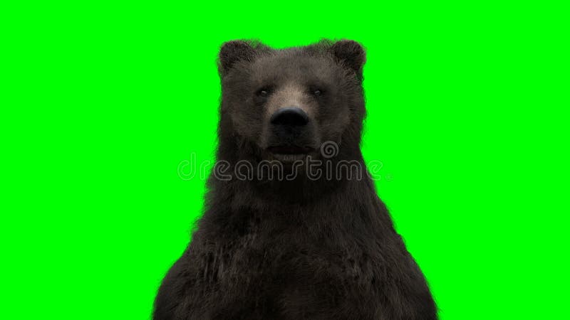 Standing Bear. Green Screen Realistic Animation. Stock Footage - Video ...