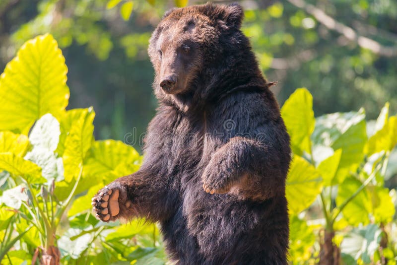 Standing bear stock photo. Image of stand, angry, adorable - 36455966