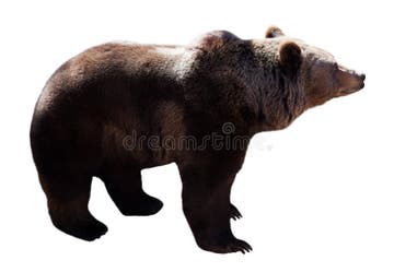 800 Bear Side Profile Stock Photos - Free & Royalty-Free Stock Photos ...