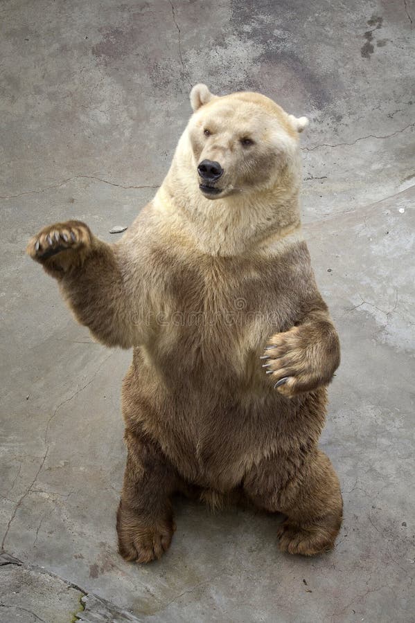 Standing bear stock image. Image of mammal, power, outdoor - 237158599