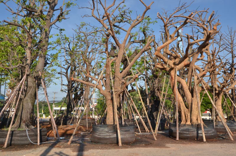 Standing Big Tree Pot Show for Sale Stock Image - Image of element ...