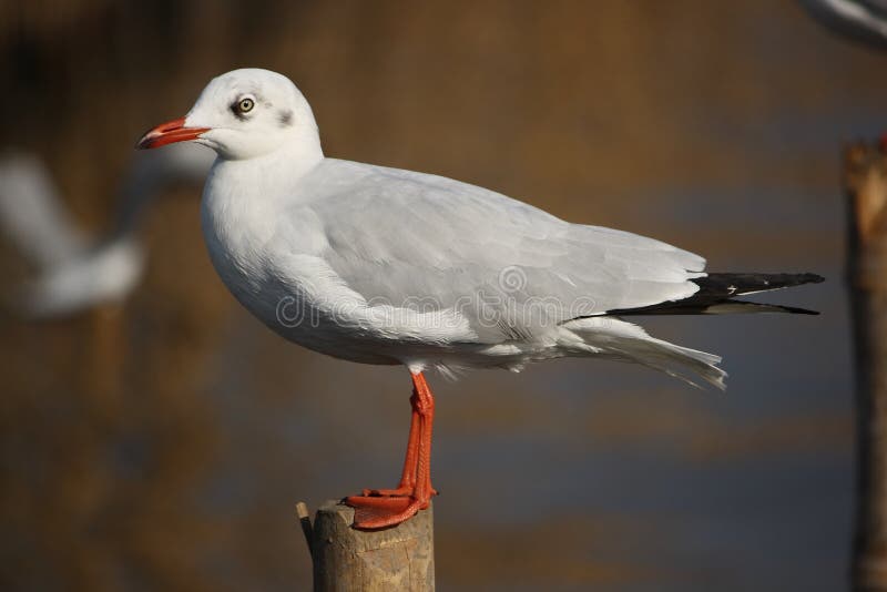 Standing Bird stock photo. Image of bird, wildlife, white - 7803126