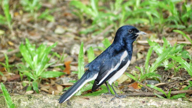 Standing bird stock photo. Image of nature, standing - 80895534