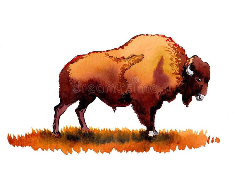 Standing bison stock illustration. Illustration of sheep - 358796945
