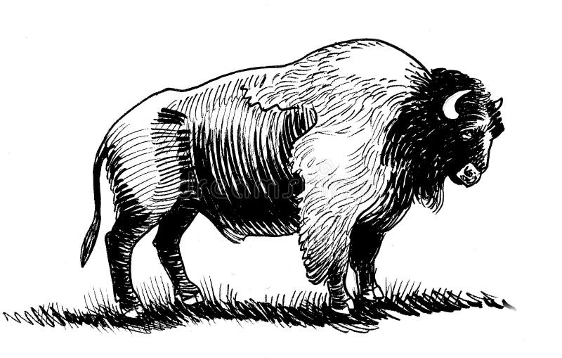 Standing Bison Side View Vector Design Stock Vector - Illustration of ...