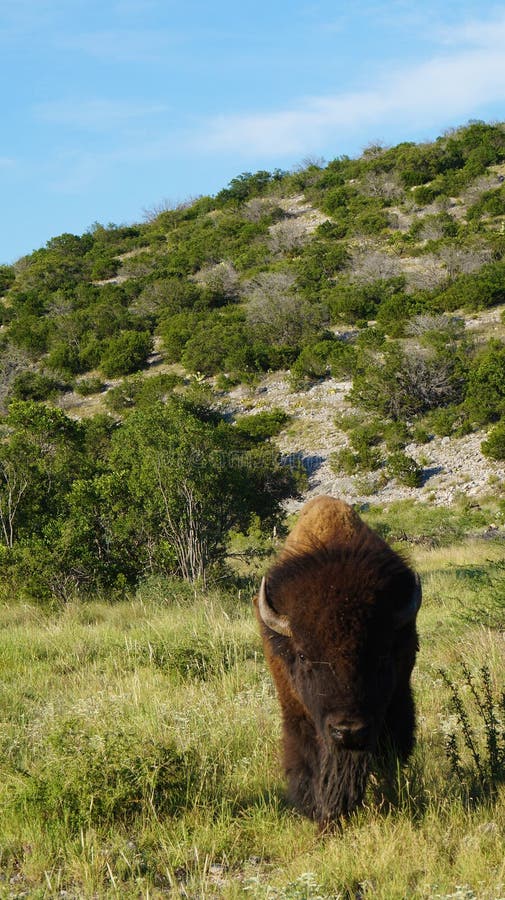 Standing Bison stock photo. Image of animal, desert, yellowstone - 61434024
