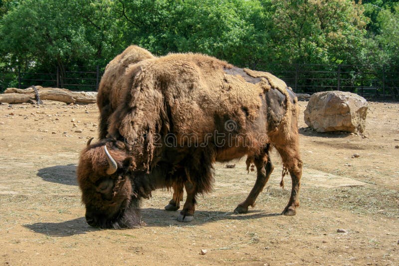 Standing bison profile stock photo. Image of view, mammal - 73777548