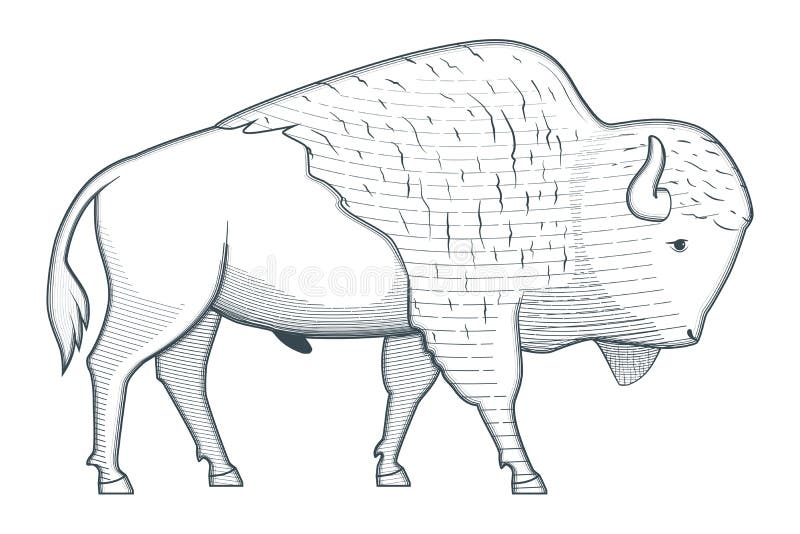 Standing Bison Side View Vector Design Stock Vector - Illustration of ...