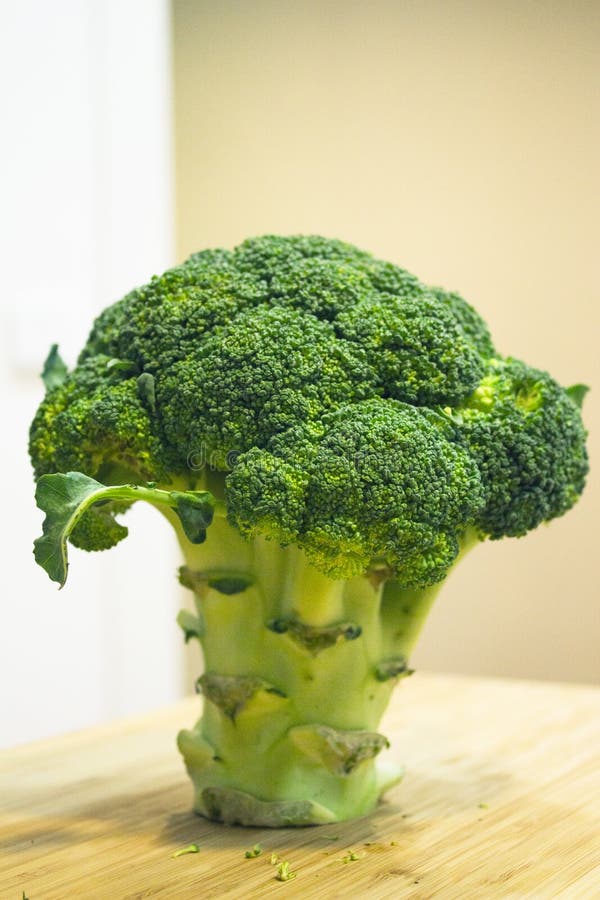 Standing Broccoli Simulating a Tree Stock Image - Image of ingredient ...