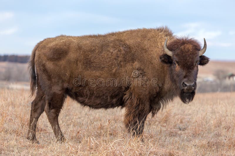 Standing Brown Bison, Kansas Stock Image - Image of mammal, outdoors ...