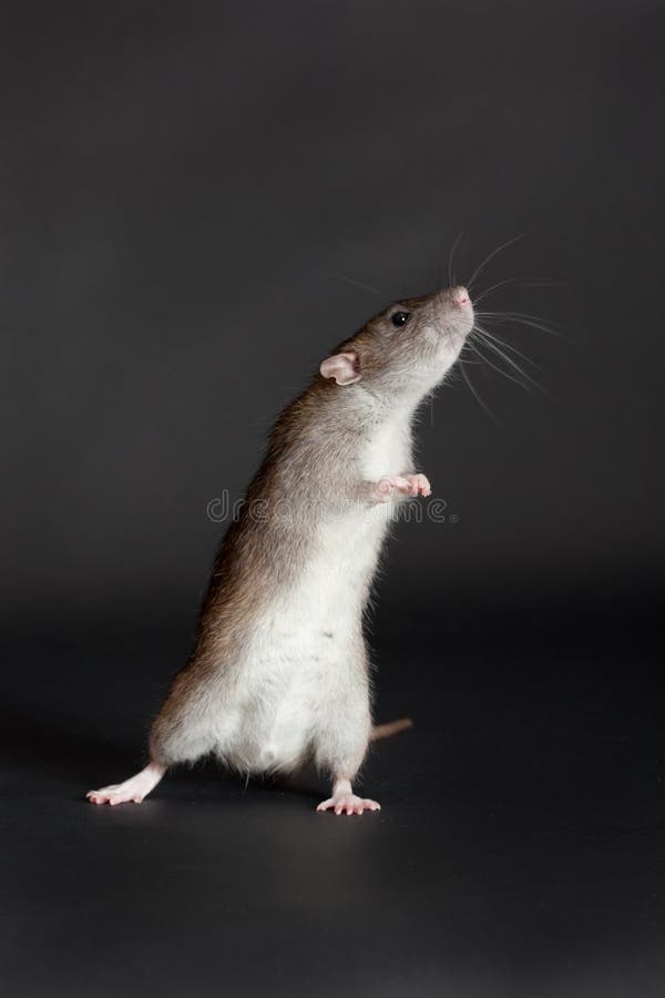 Cute domestic brown rat stock photo. Image of pest, parasitic - 17377118