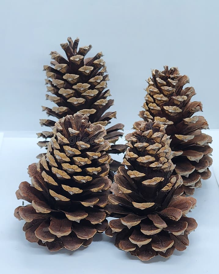 Seeds Decors Stock Photos - Free & Royalty-Free Stock Photos from Dreamstime