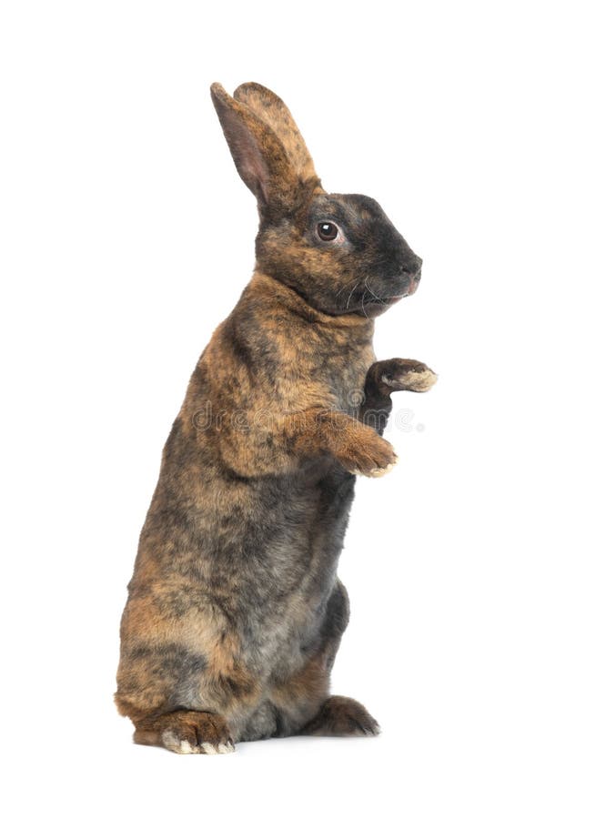 4,659 Rabbit Standing White Stock Photos - Free & Royalty-Free Stock ...