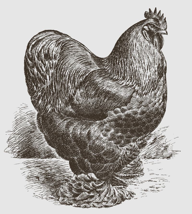 Standing Buff Cochin Rooster in Side View Stock Vector - Illustration ...